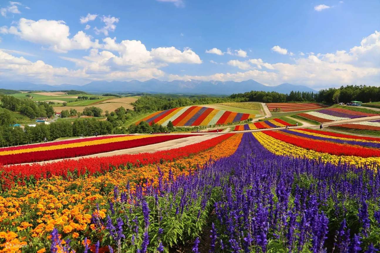 [Hokkaido Private Charter] Sapporo City to Furano/Hoshino/Noboribetsu ...